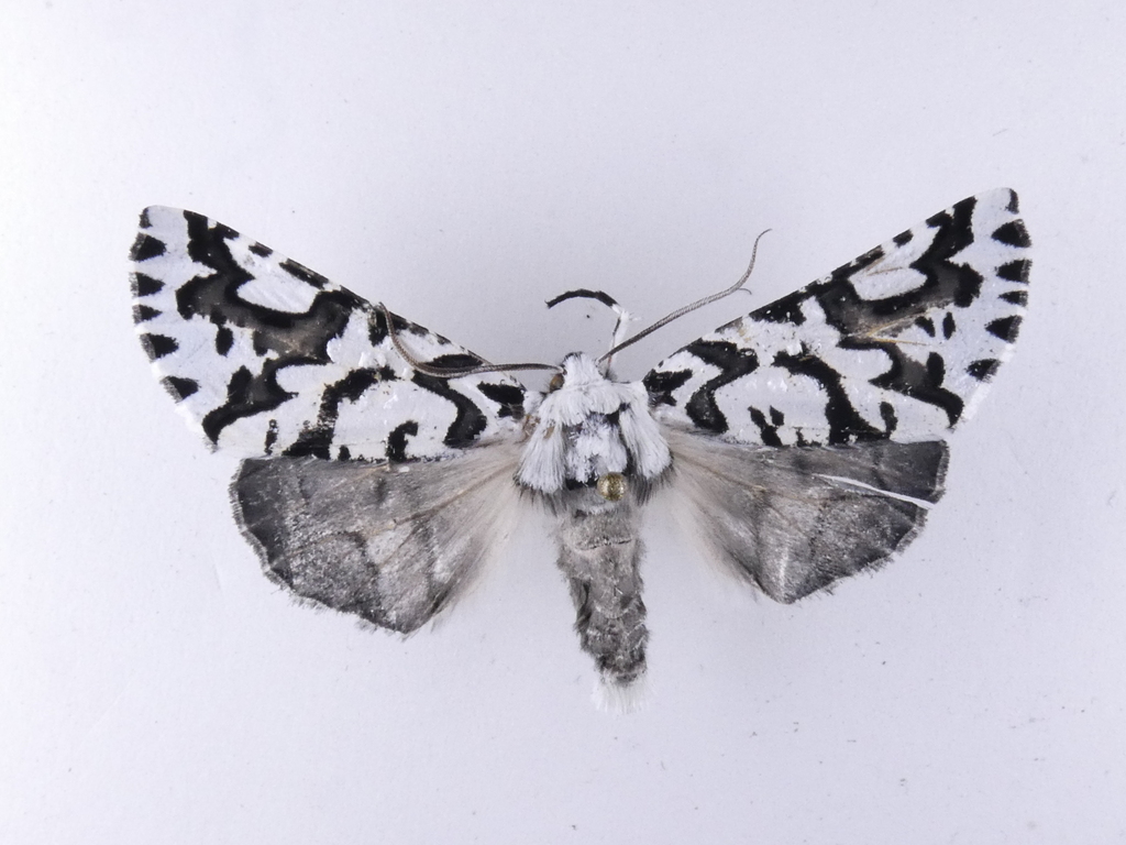 North Island zebra moth from Otari-Wilton's Bush, Wellington, New ...