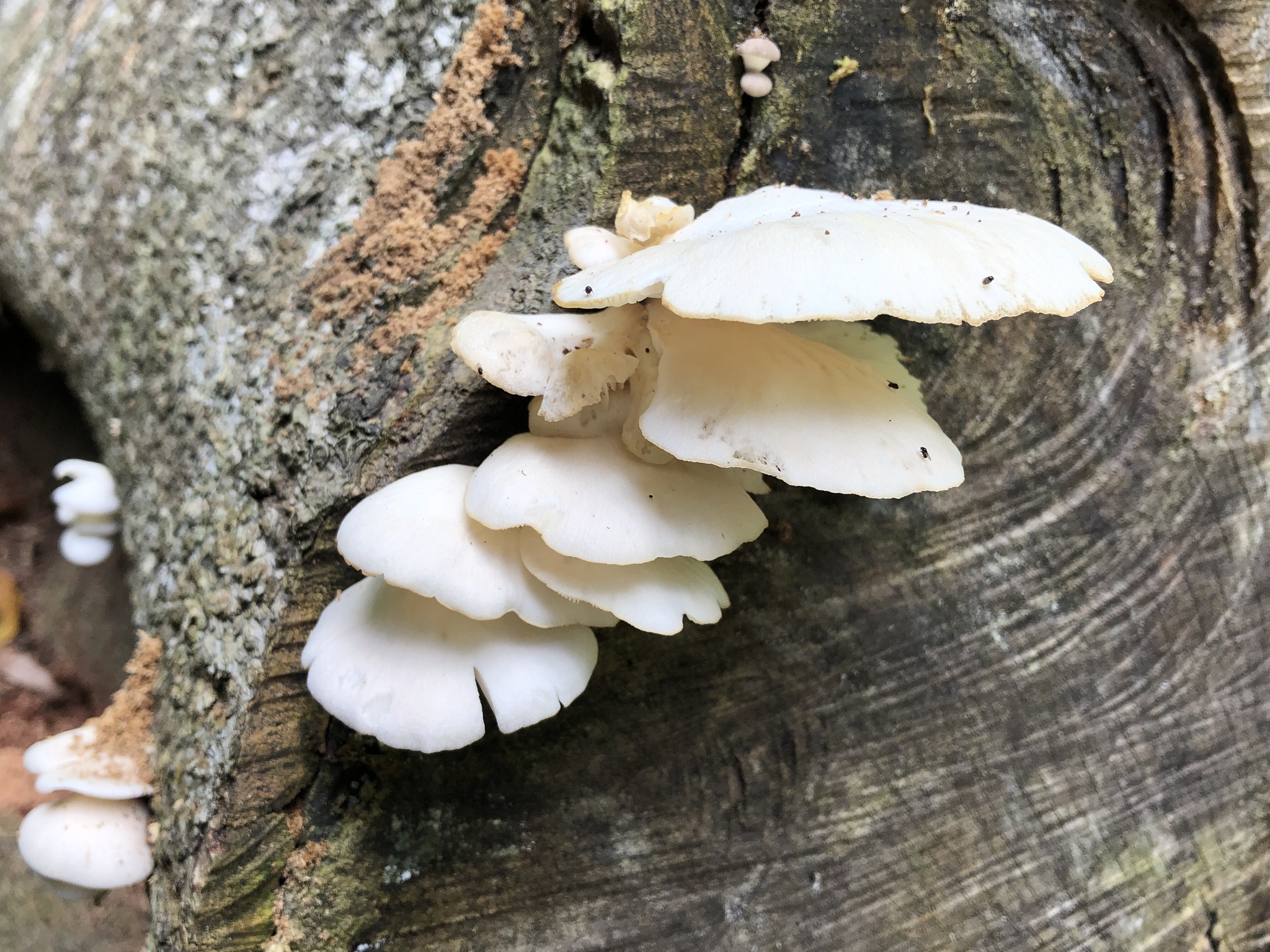 Pleurotus Djamor Subsp Djamor