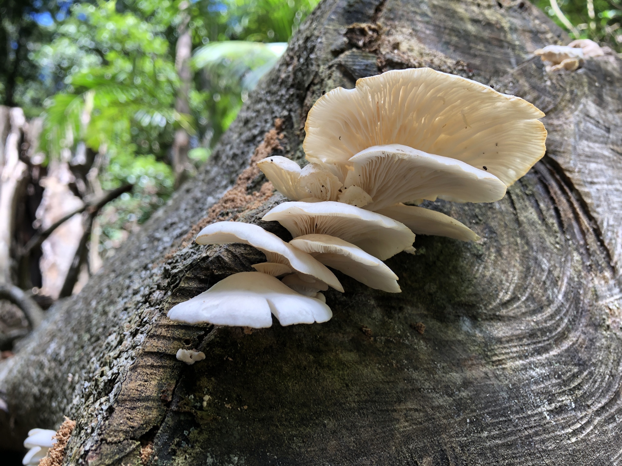Pleurotus Djamor Subsp Djamor