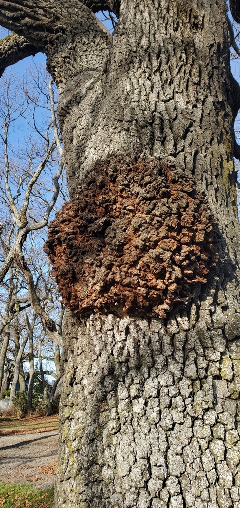 bacterial crown gall from Midway Blvd at SE 9th St, Oak Harbor, WA ...