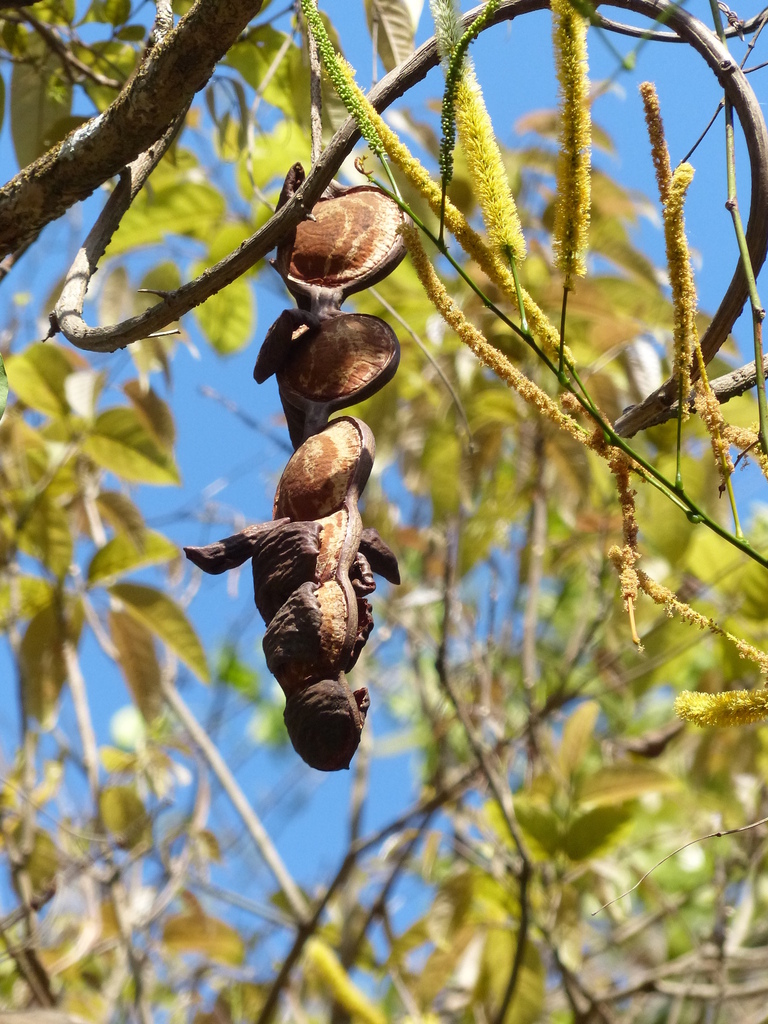 African Dream Herb from Chinchoti, Maharashtra, India on April 13, 2014 ...