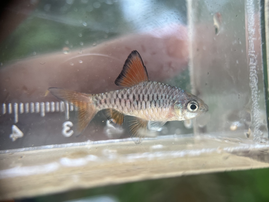 Checkered Barb in January 2023 by Zakqary · iNaturalist
