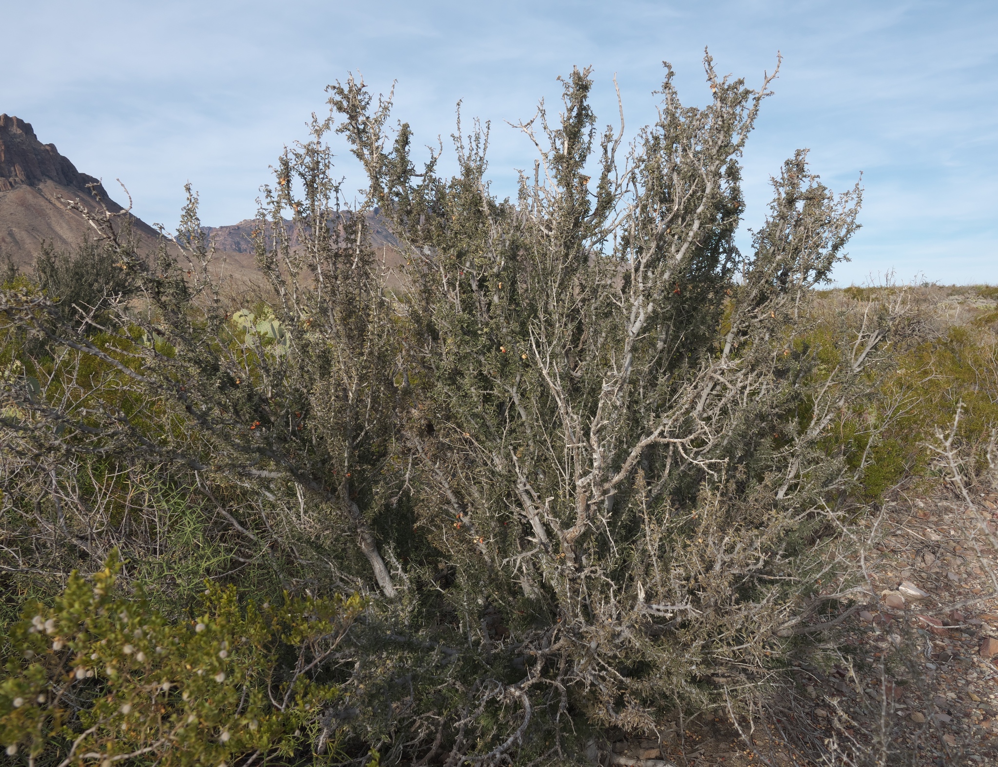 Porlieria angustifolia (Engelm.) A.Gray