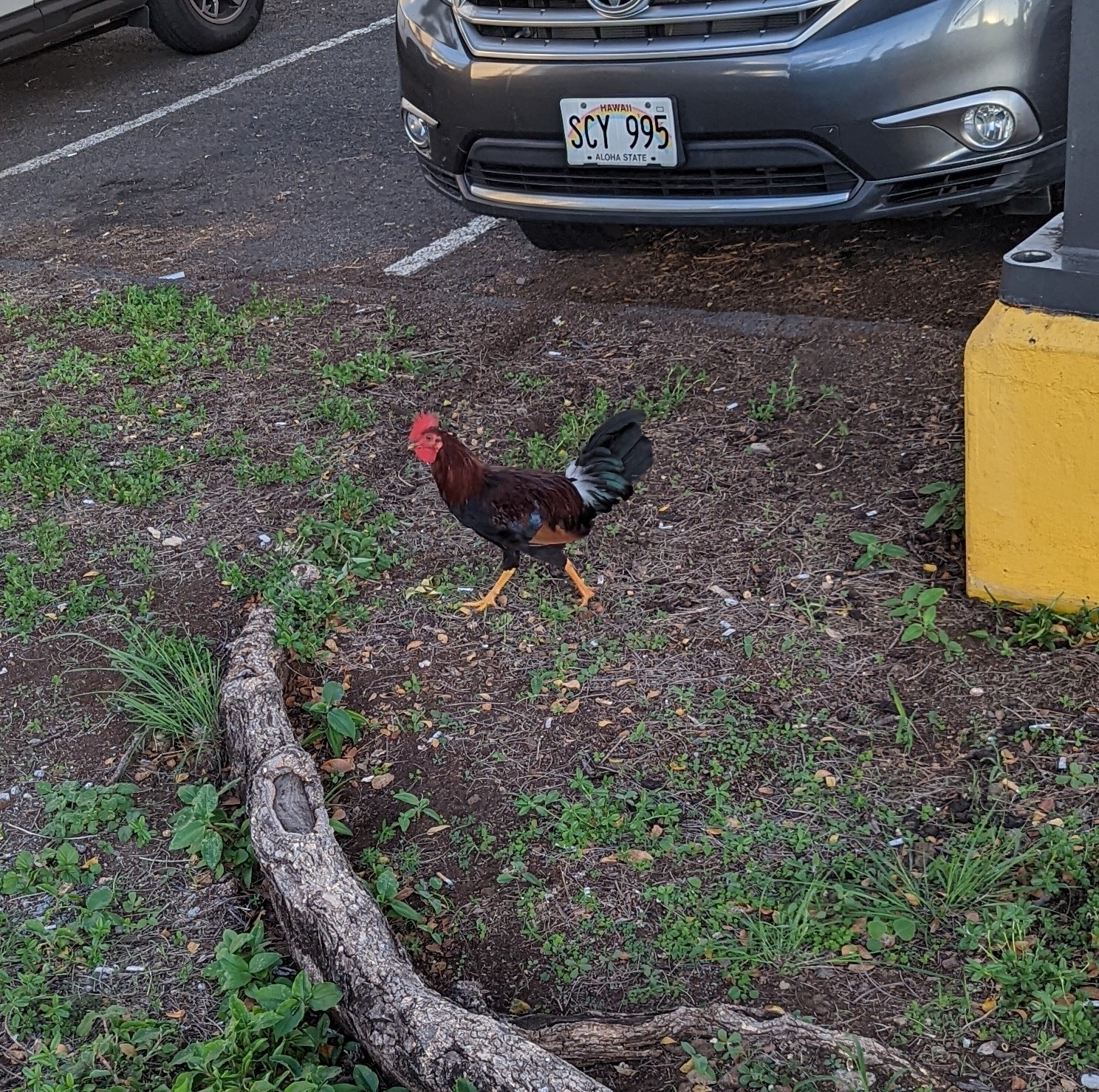 Gallus gallus (Linnaeus, 1758)