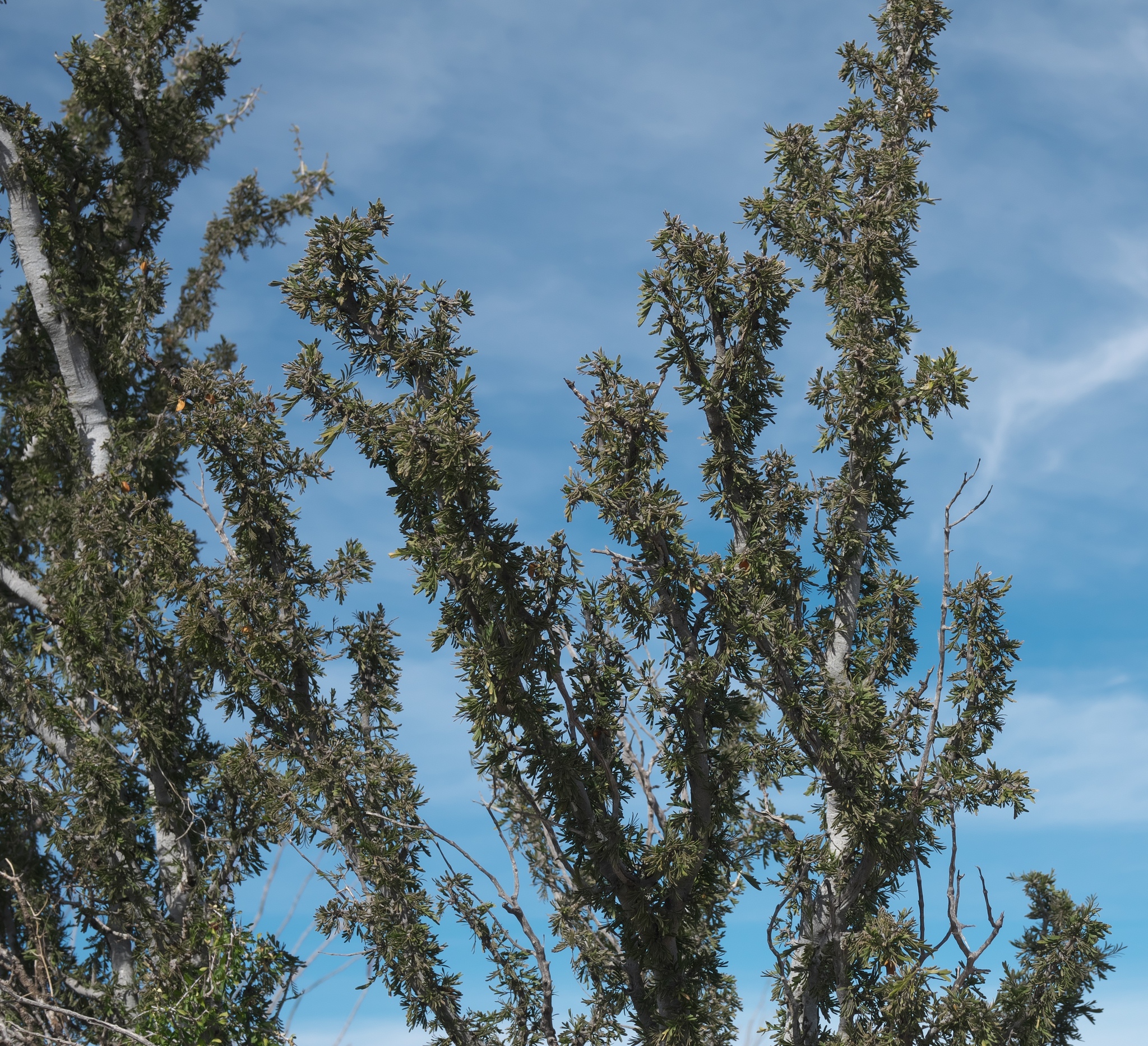 Porlieria angustifolia (Engelm.) A.Gray