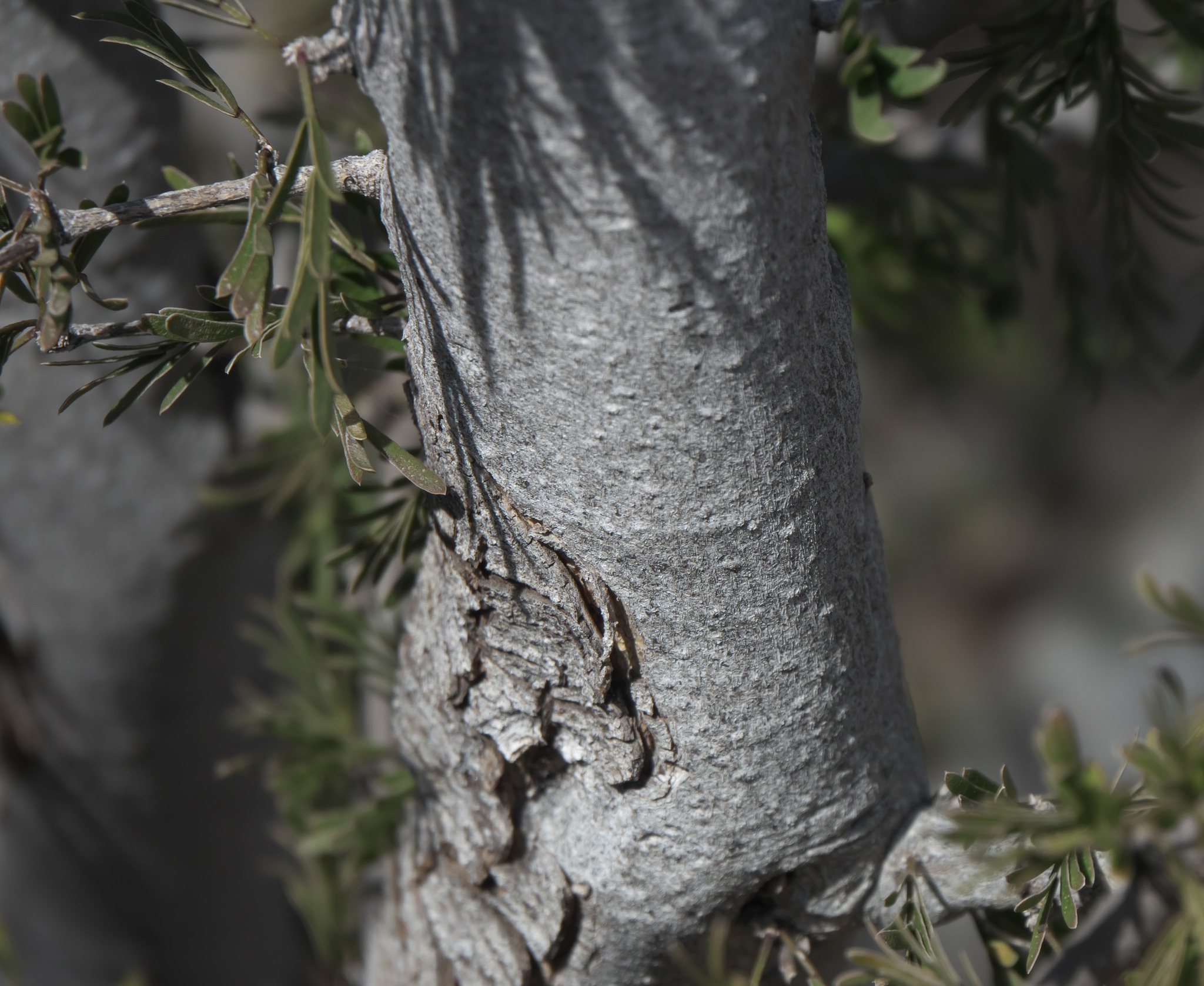 Porlieria angustifolia (Engelm.) A.Gray