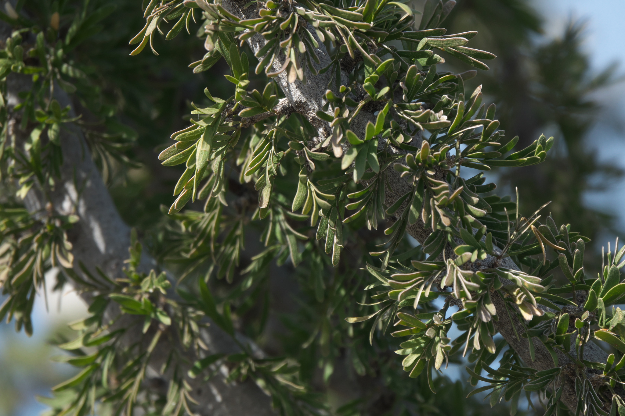 Porlieria angustifolia (Engelm.) A.Gray
