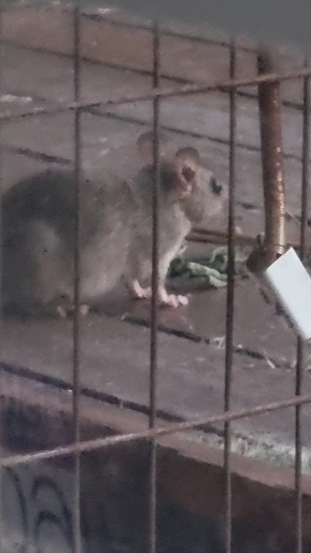 Rattus rattus (Linnaeus, 1758)