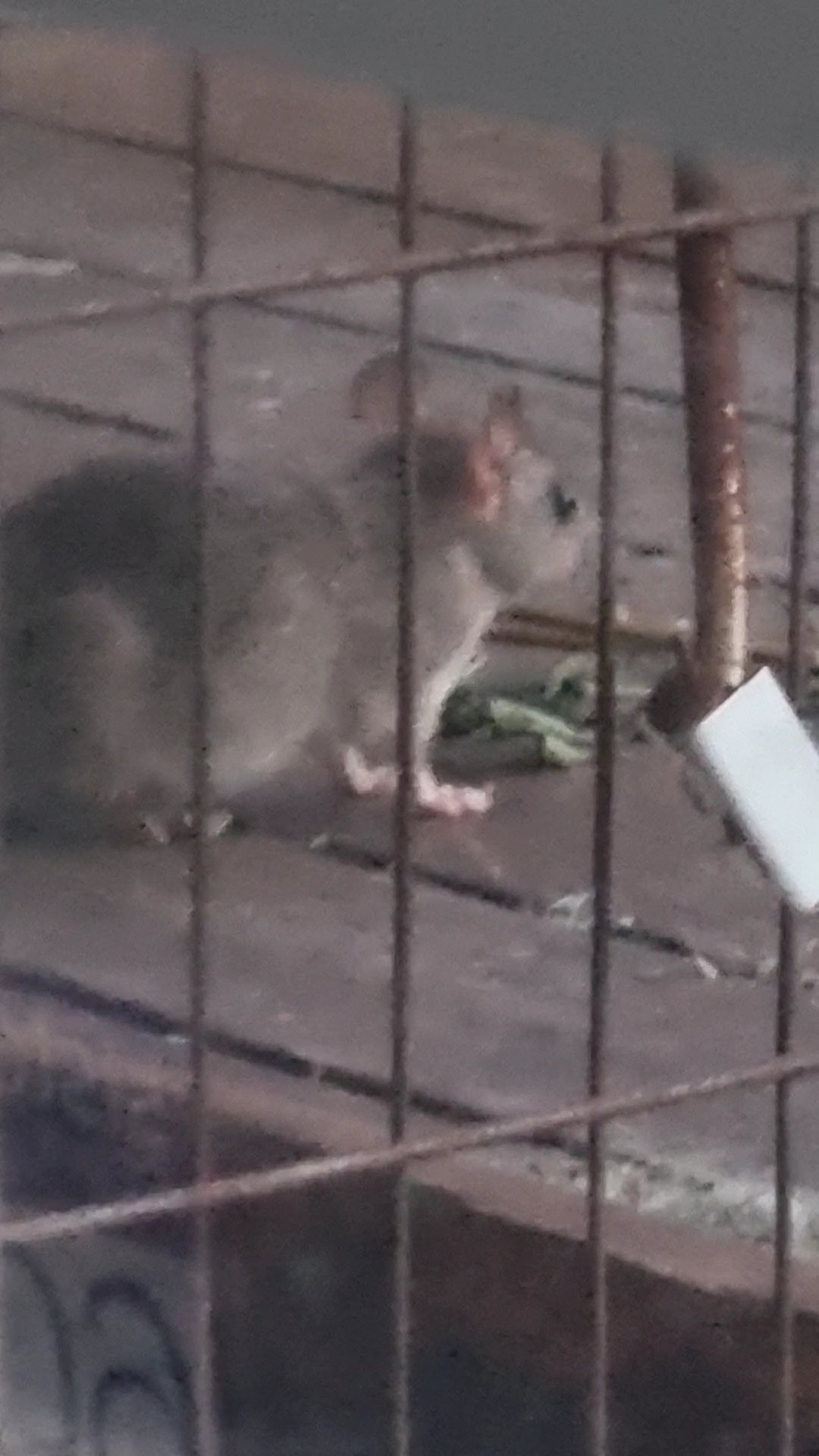 Rattus rattus (Linnaeus, 1758)