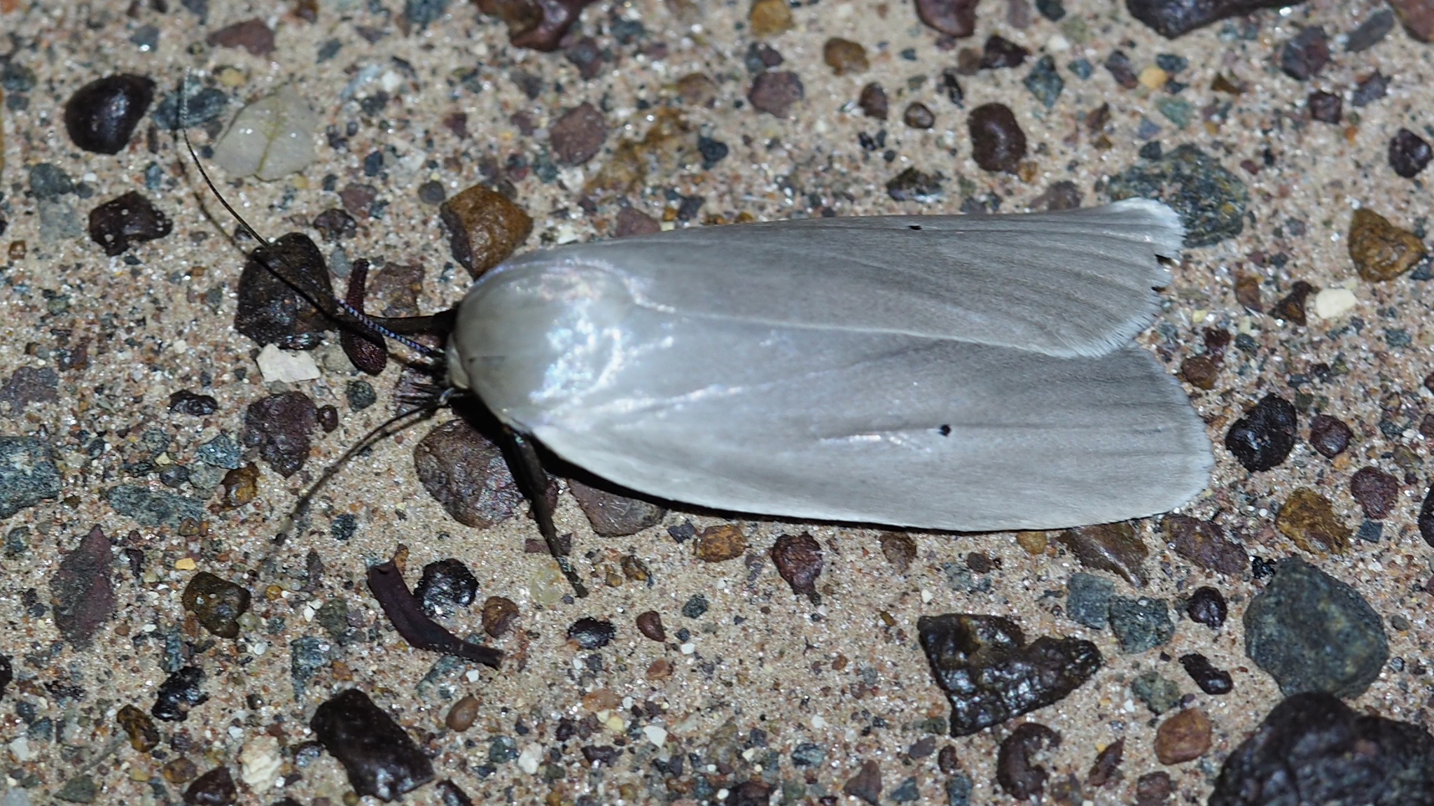 Maroga melanostigma (Wallengren, 1861)