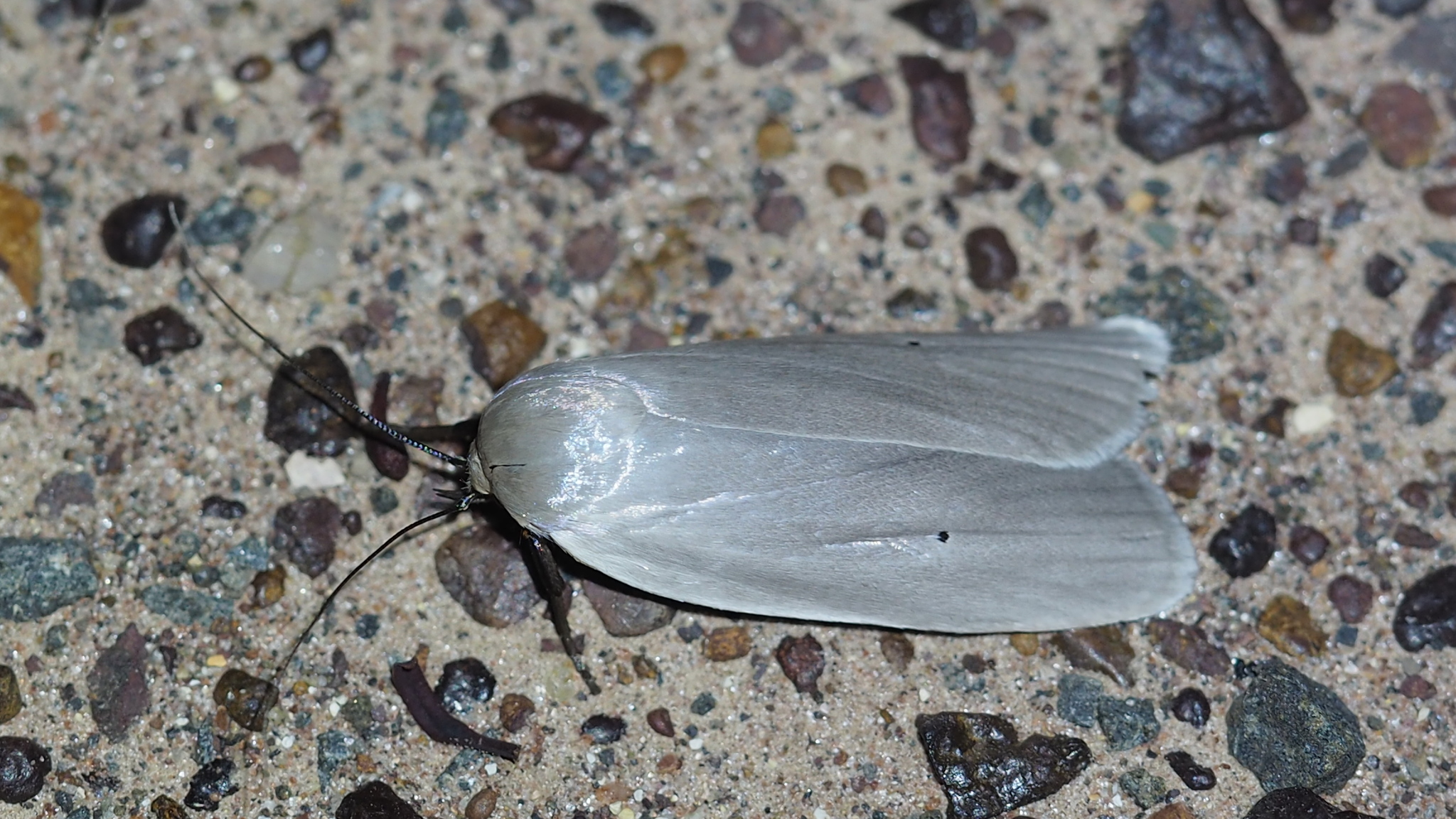 Maroga melanostigma (Wallengren, 1861)