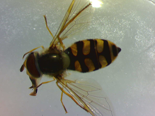 Eupeodes sp. (Arthropodes du CO Vuillonnex) · iNaturalist