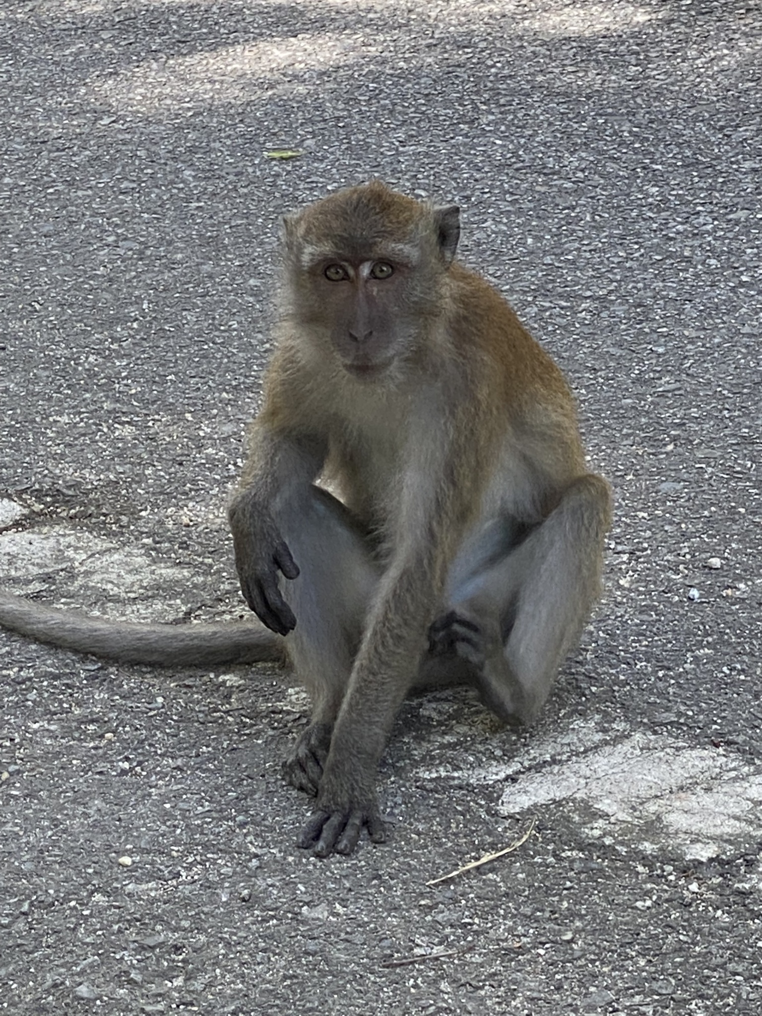 Macaca fascicularis (Raffles, 1821)