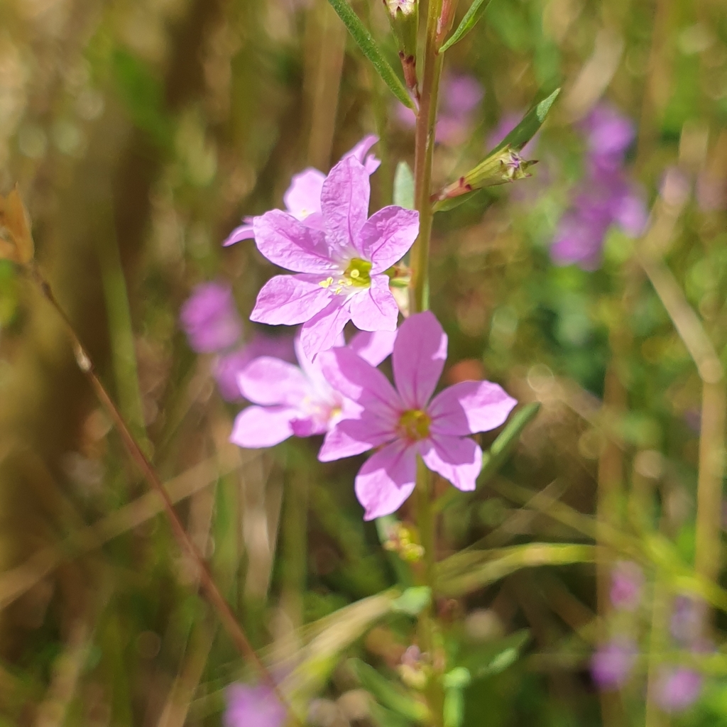 False Grass-poly from Belgrave Heights VIC 3160, Australia on January 11, 2023 at 03:40 PM by ...