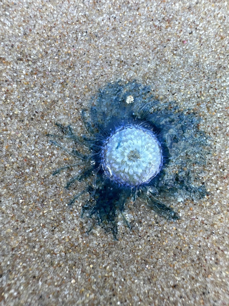 Blue Button from Old Bar Beach, Old Bar, NSW, AU on January 11, 2023 at ...
