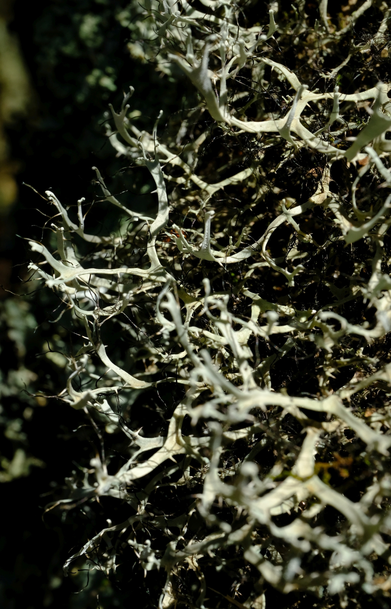 Leucodermia leucomelos (L.) Kalb