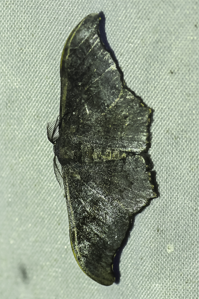 Black Looper from Lahad Datu, Sabah, Malaysia on November 11, 2022 at ...