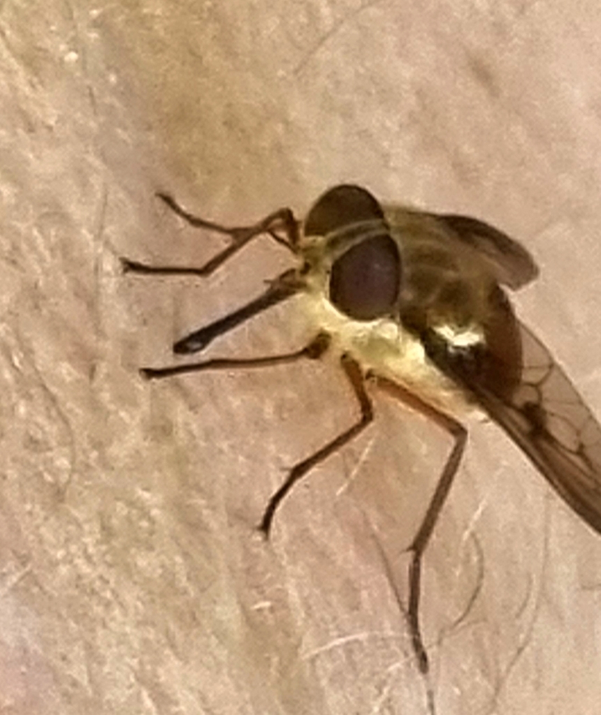 Horse and Deer Flies from Upwey VIC 3158, Australia on January 11, 2023 ...