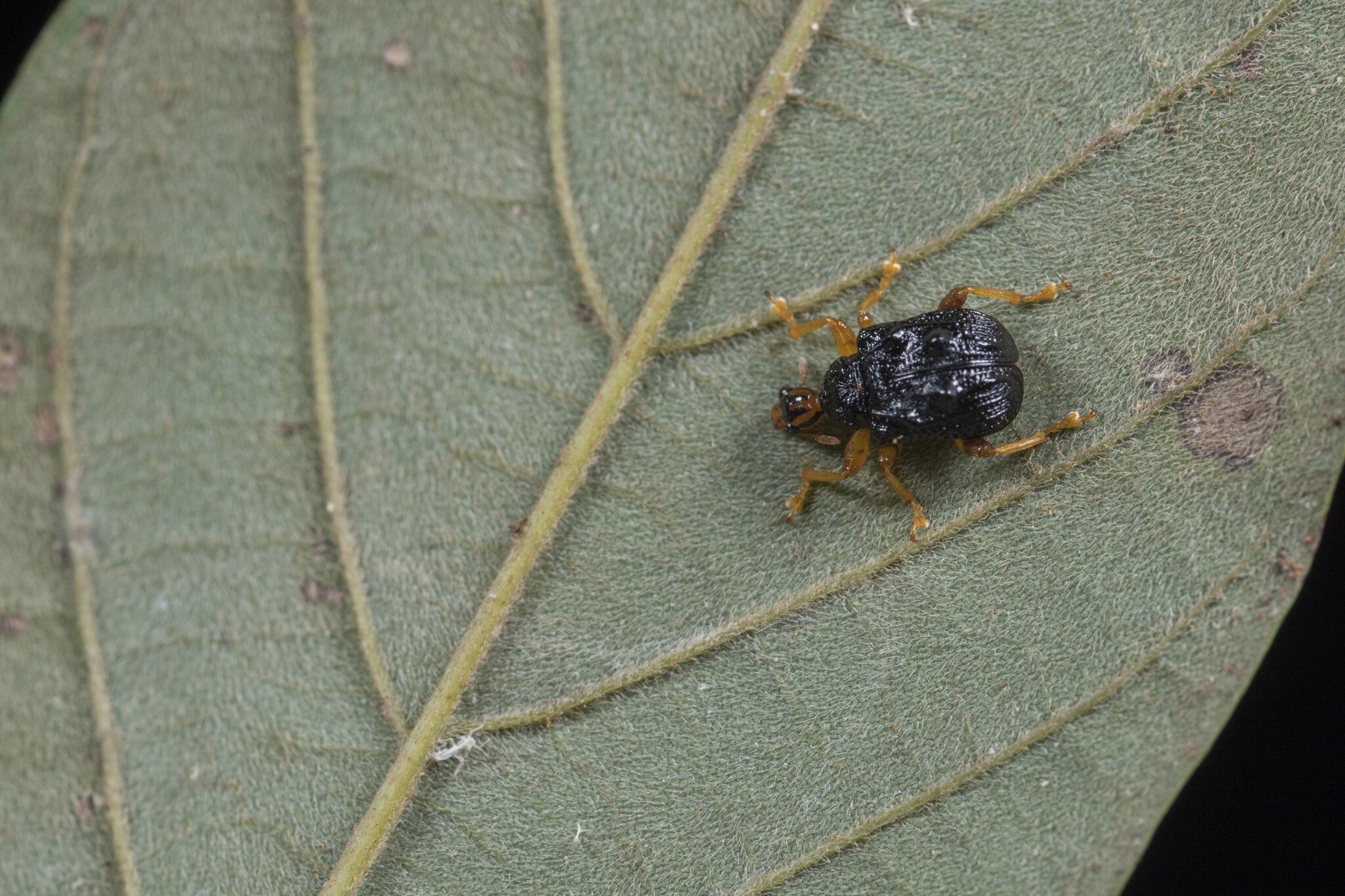 Agomadaranus pardaloides (Voss, 1924)