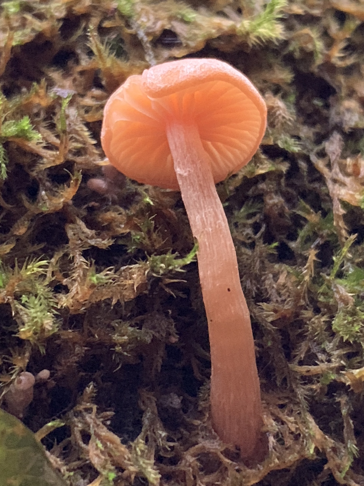 Laccaria laccata (Scop.) Cooke