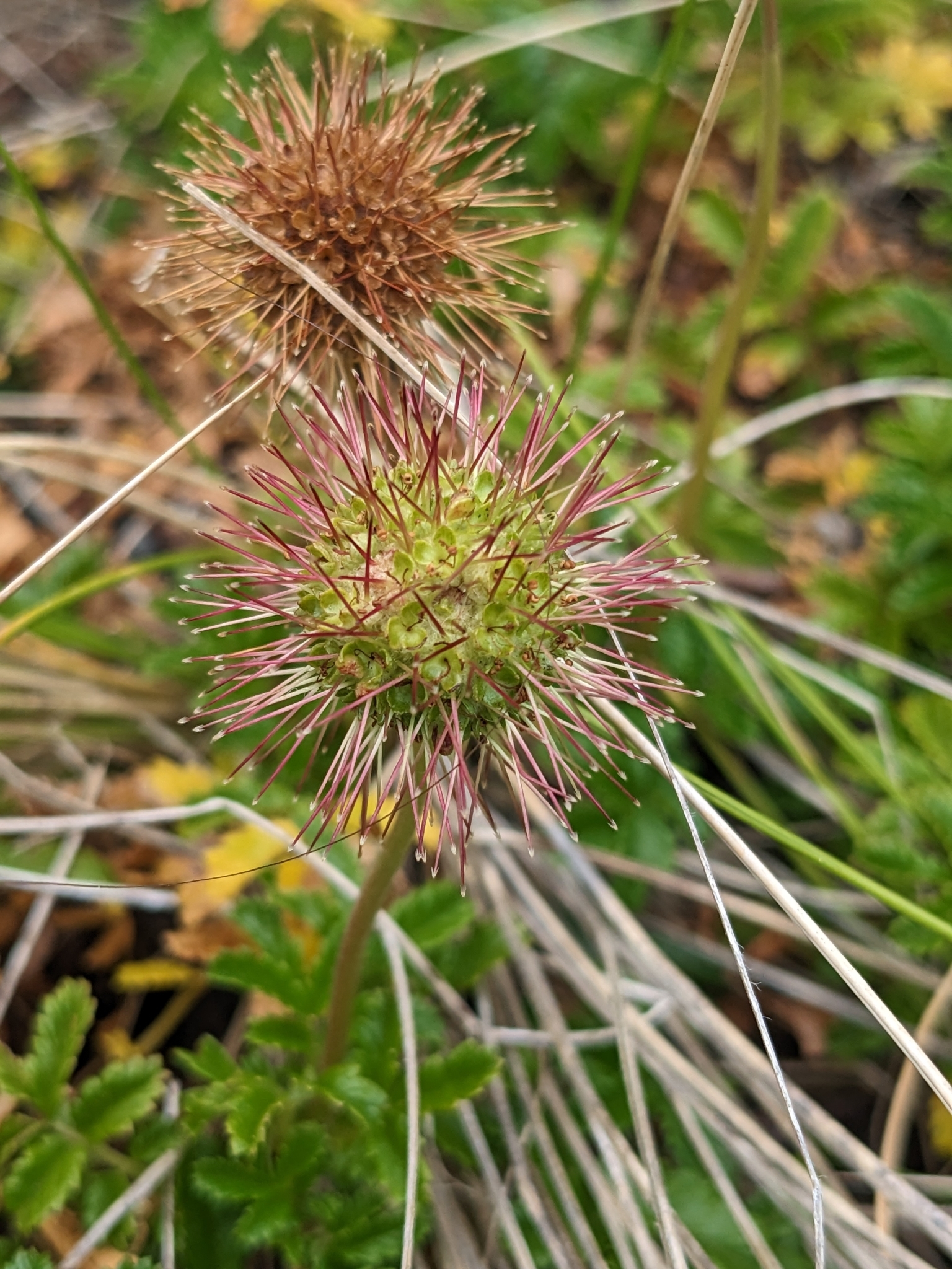 Acaena novae-zelandiae Kirk