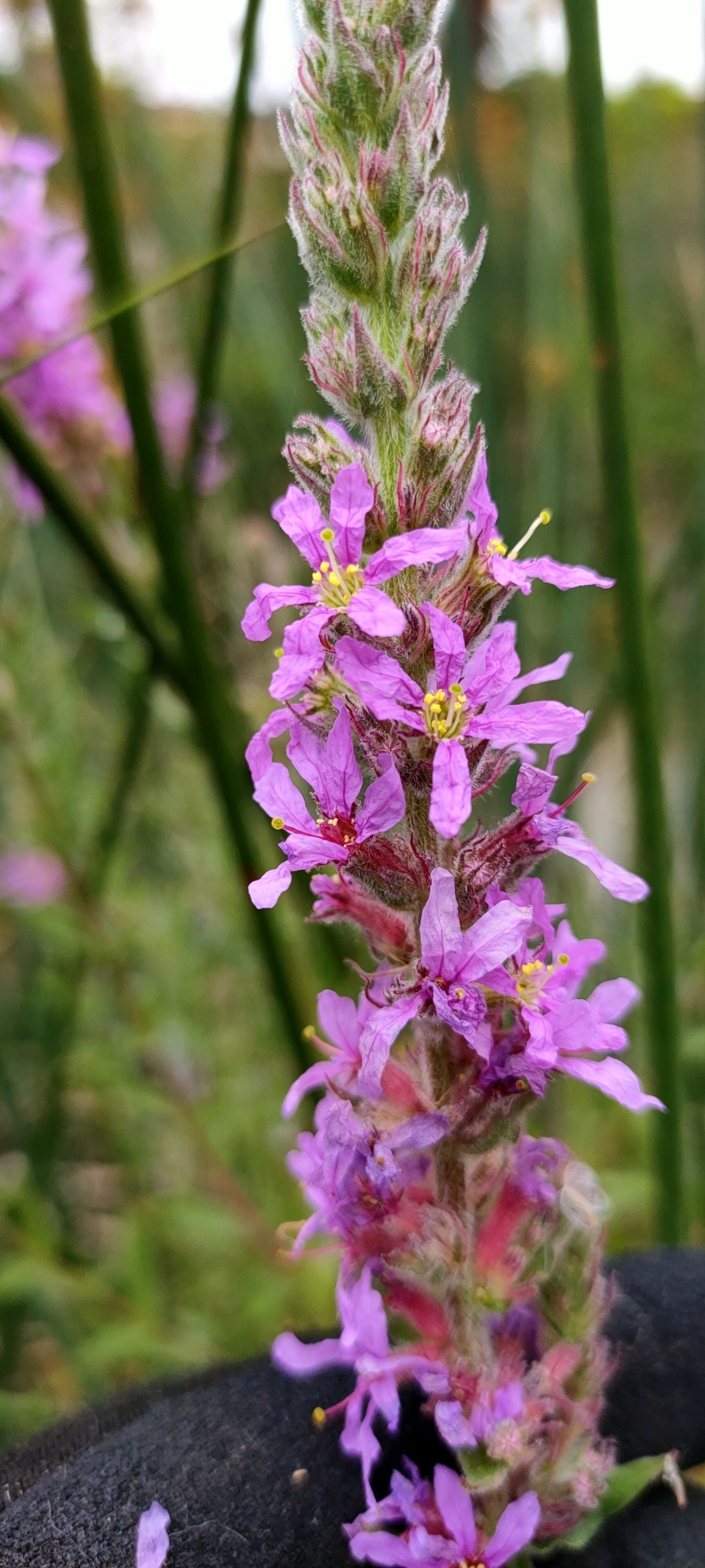 Lythrum salicaria L.