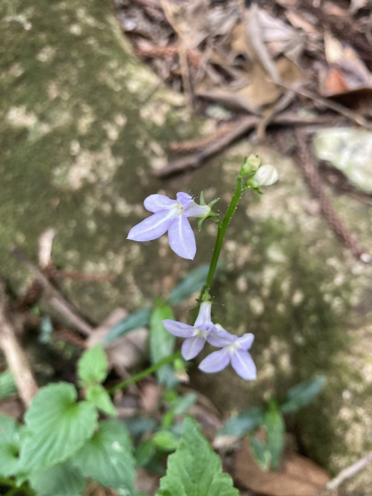 forest lobelia from Lamington National Park, O'Reilly, QLD, AU on ...