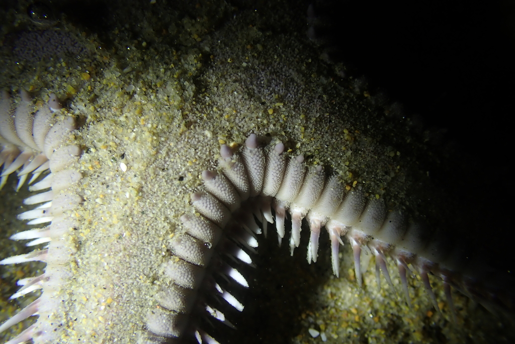 Spiny Sand Star from Newport Beach, CA, USA on December 23, 2022 at 07: ...