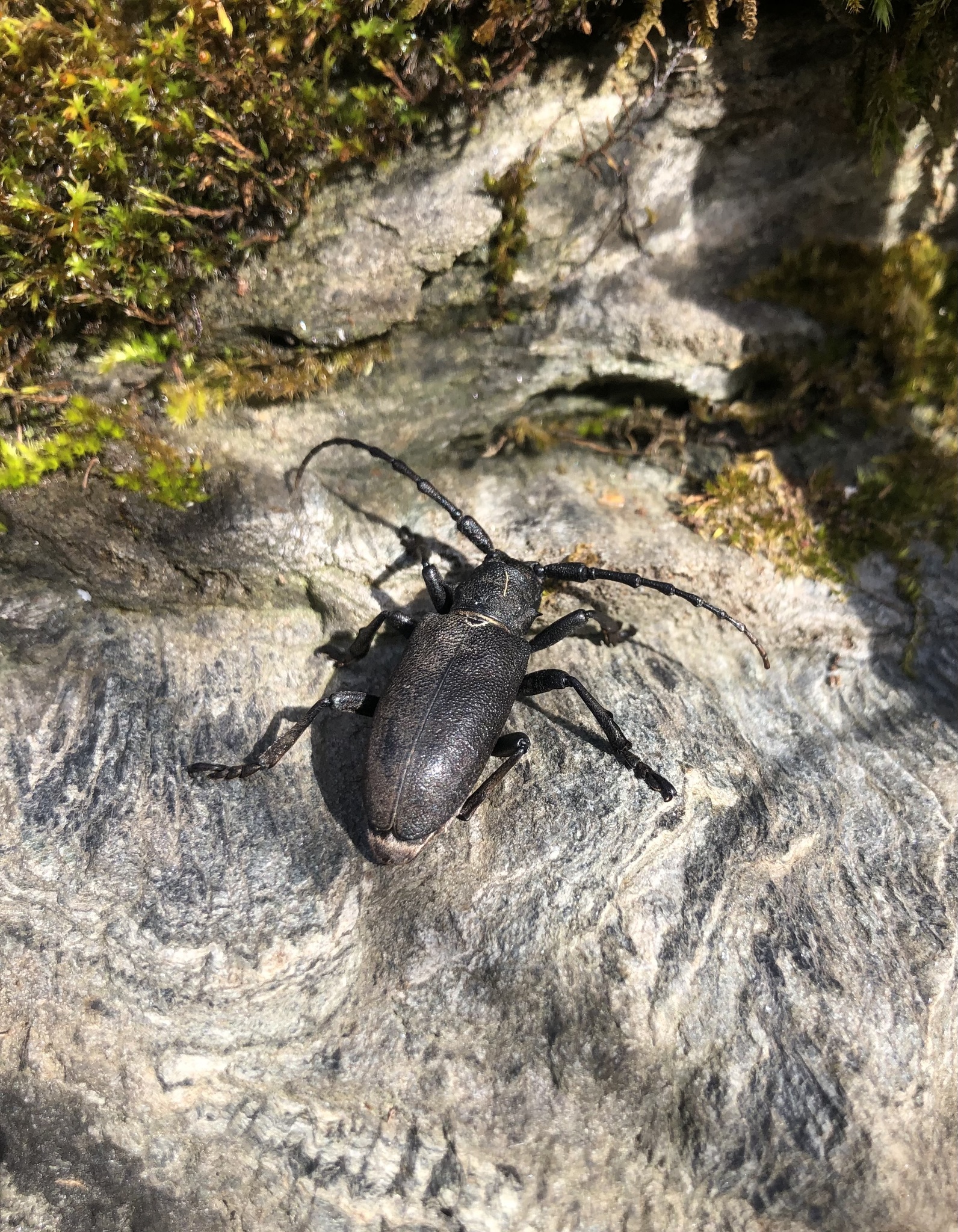 Lamia textor (Linnaeus, 1758)