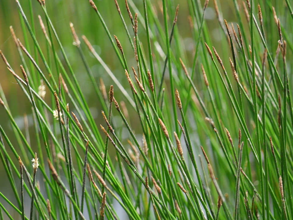 Sharp Spike Sedge from Karori, Wellington, New Zealand on January 09 ...