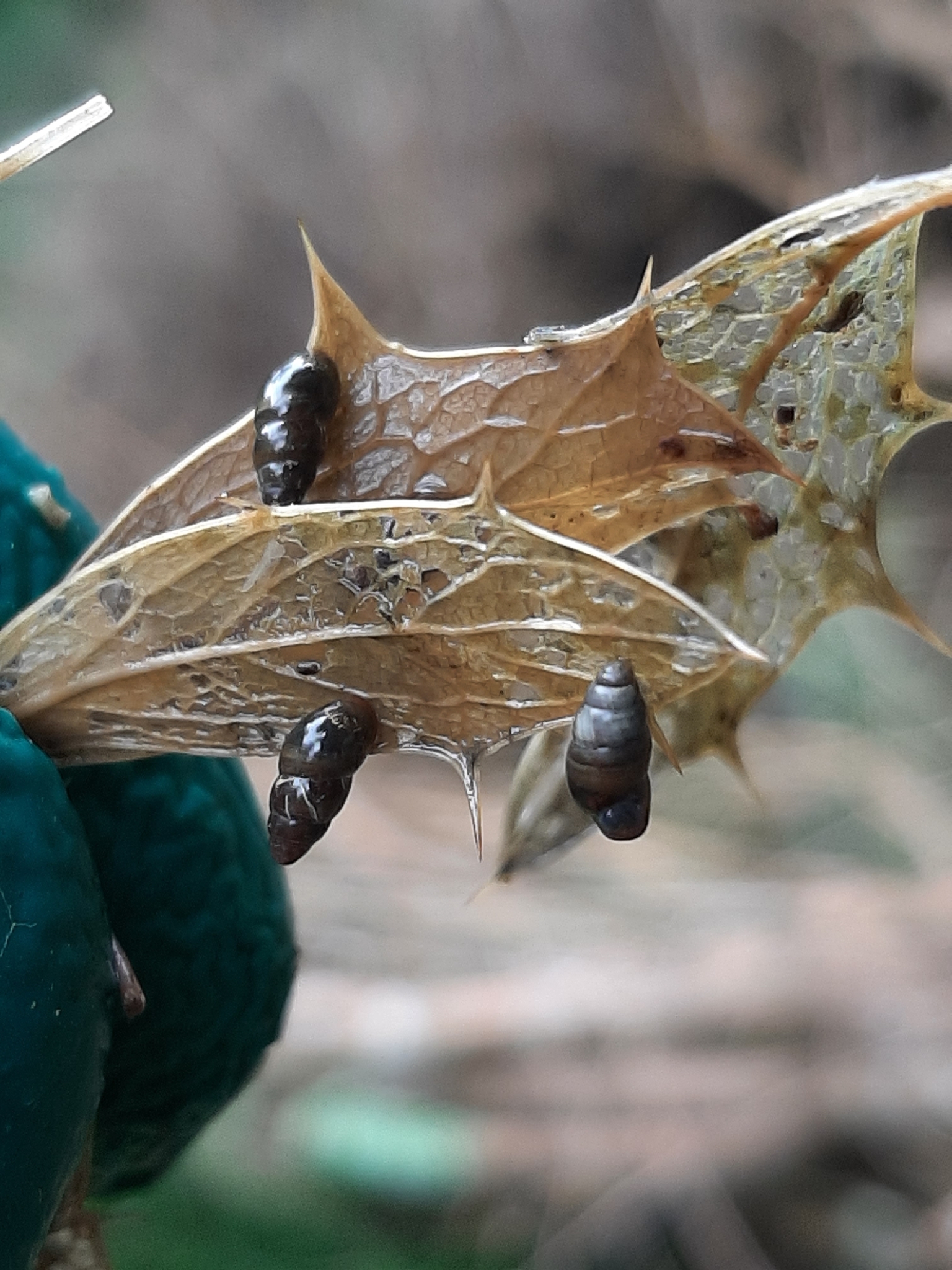 Cochlicopa A.Férussac, 1821