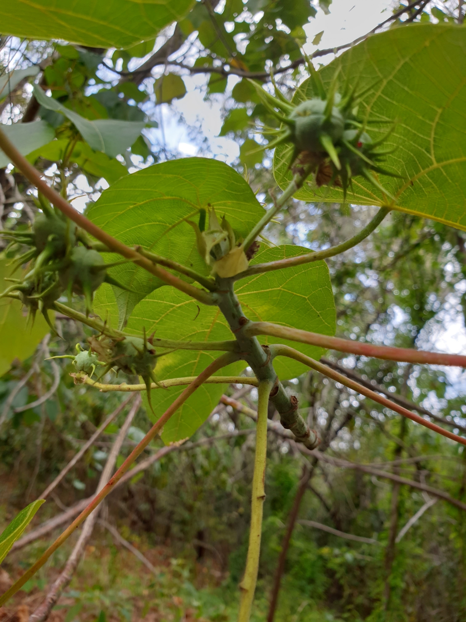 Macaranga tanarius (L.) Müll.Arg.
