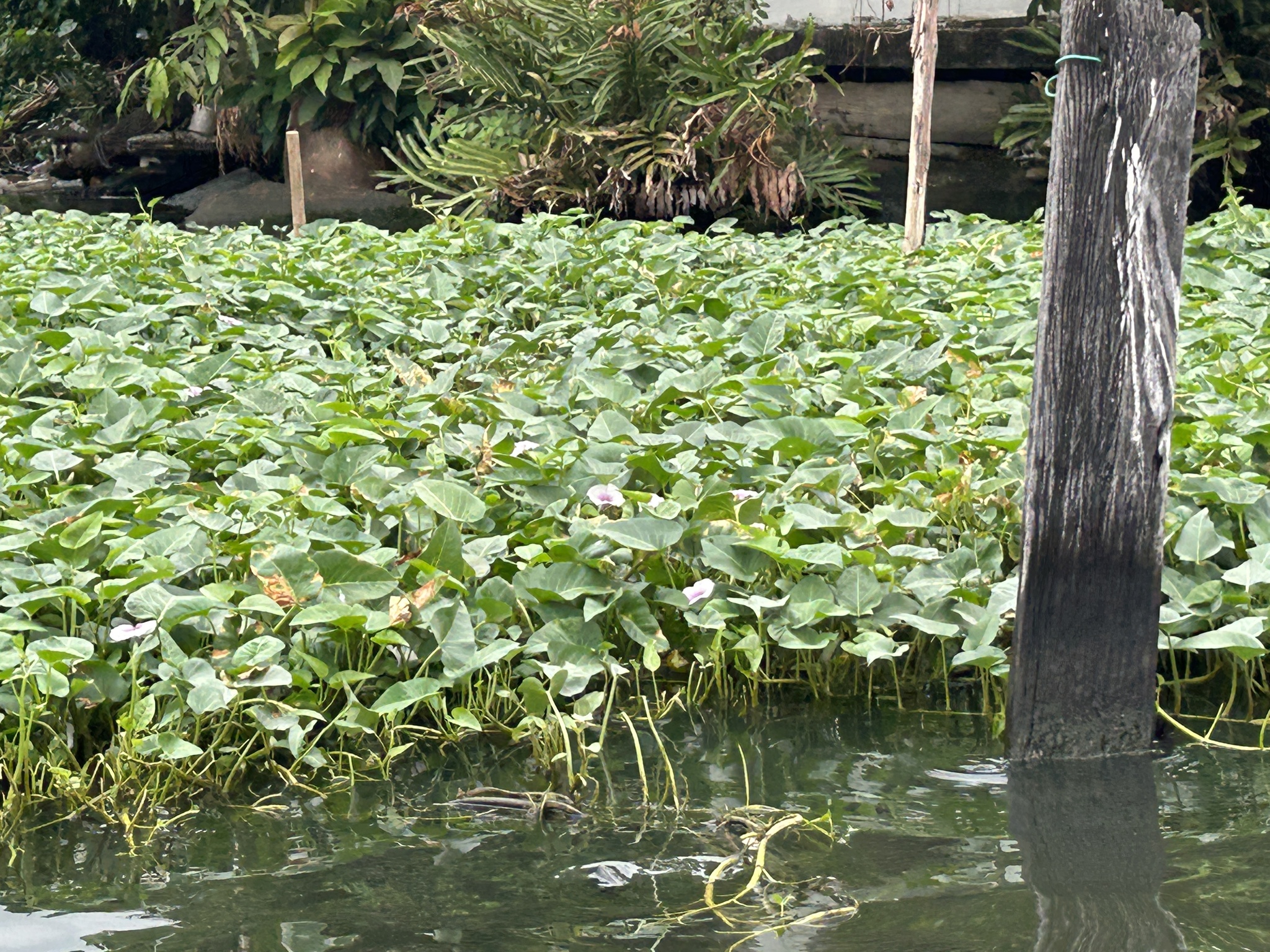 Ipomoea aquatica Forssk.