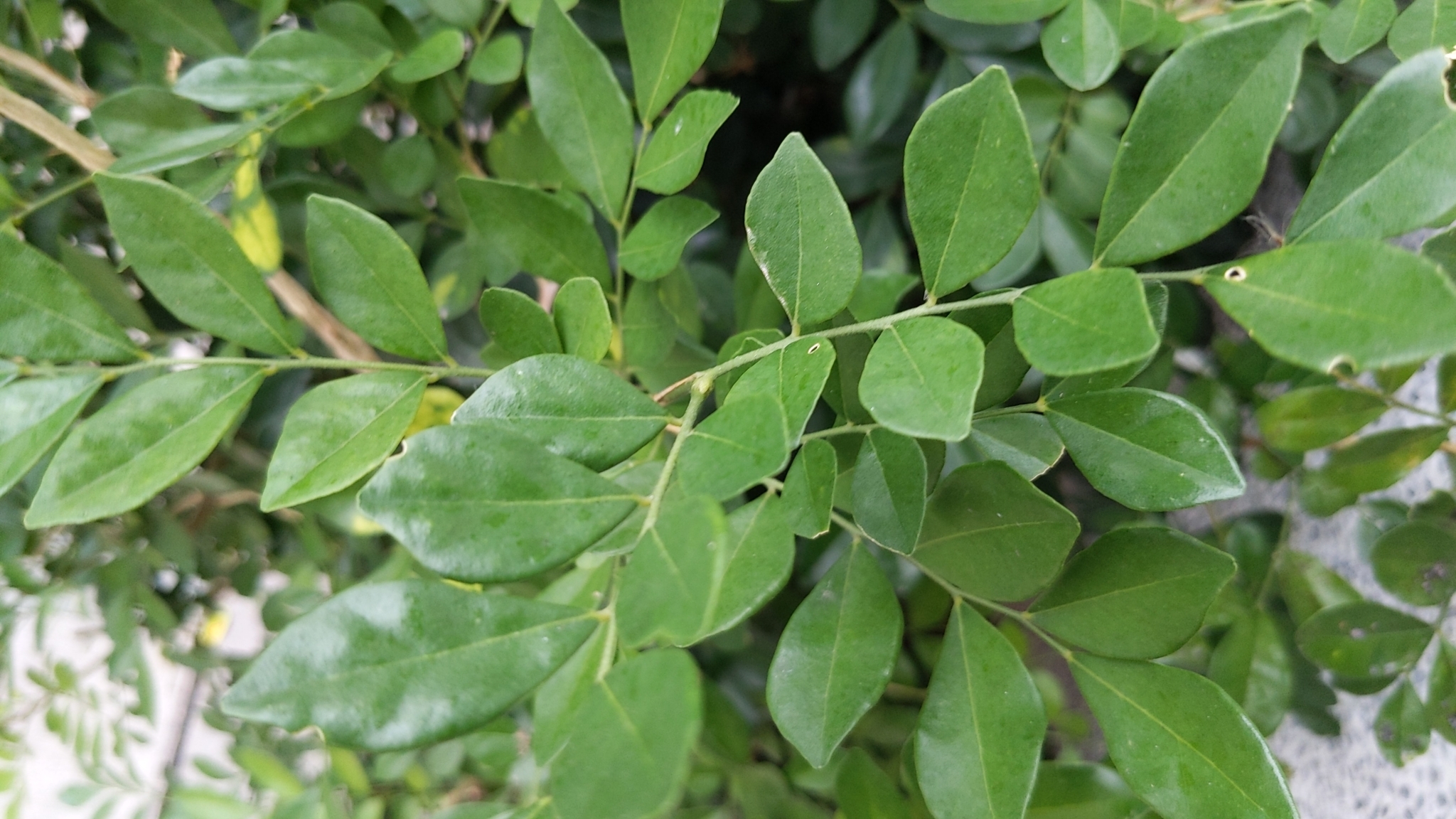 Murraya J.Koenig ex L.