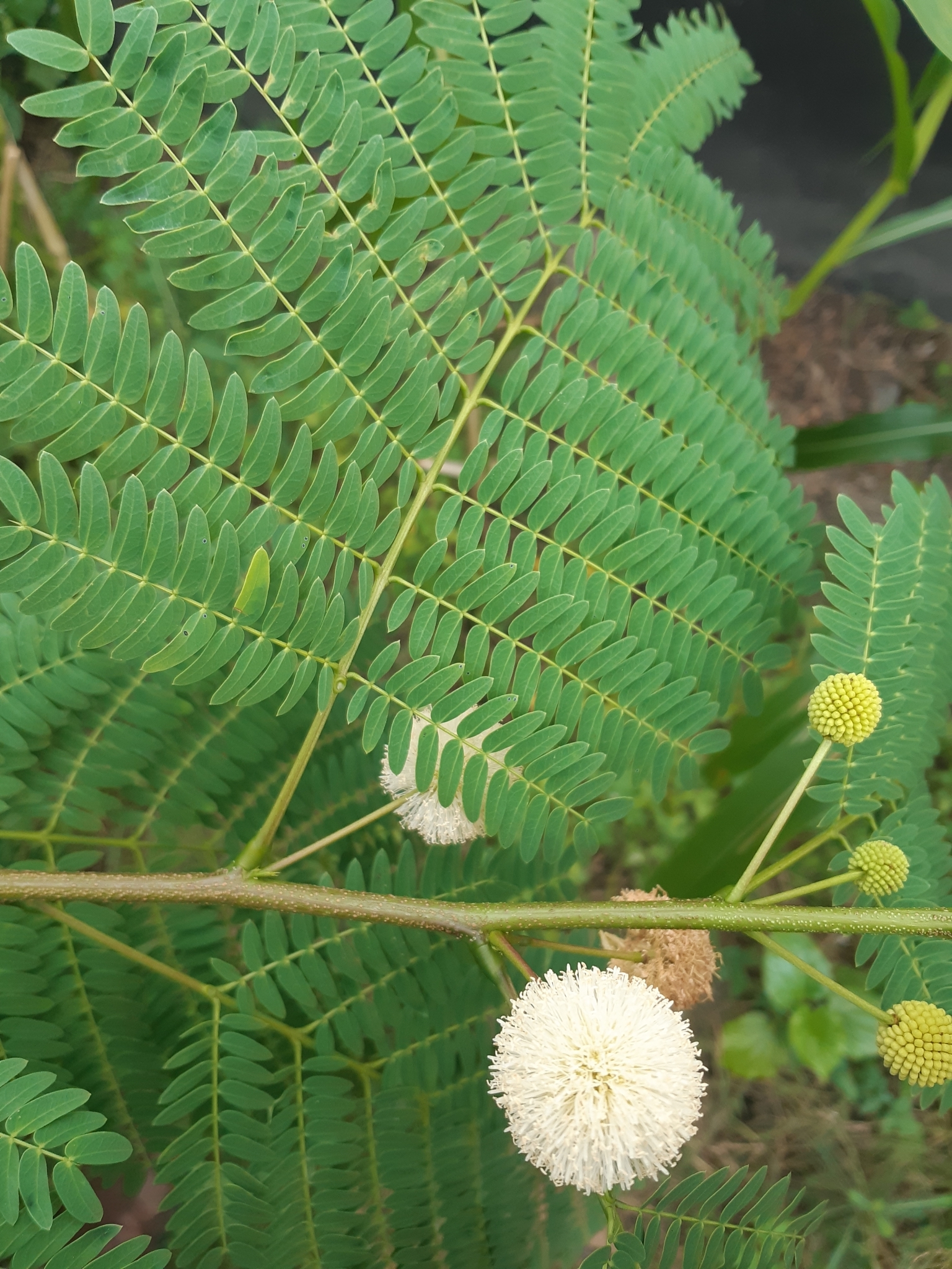 Leucaena leucocephala (Lam.) de Wit