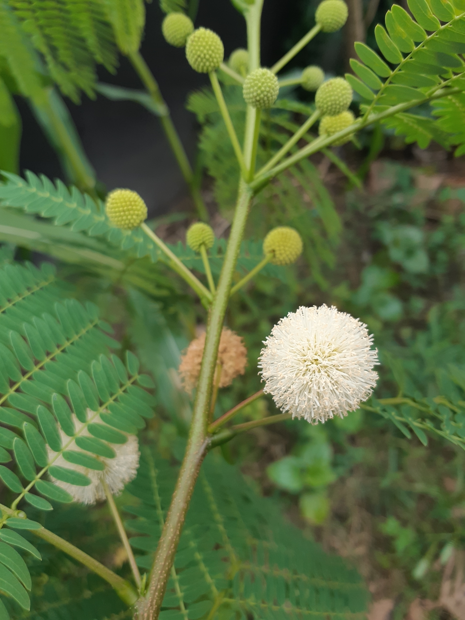 Leucaena leucocephala (Lam.) de Wit