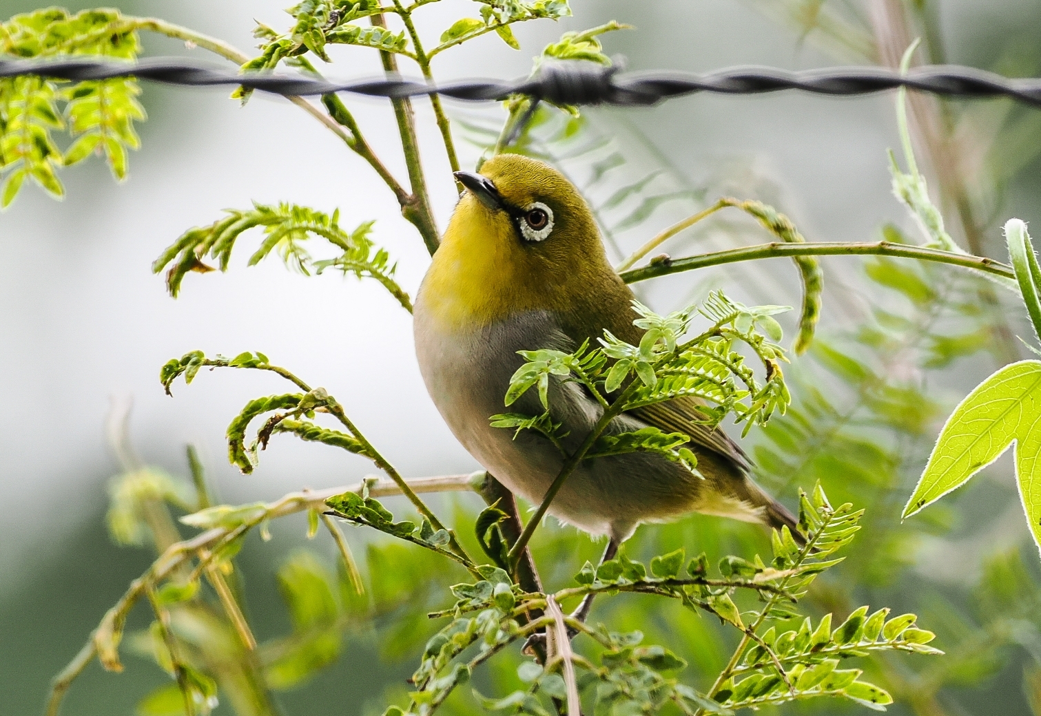 Zosterops simplex Swinhoe, 1861