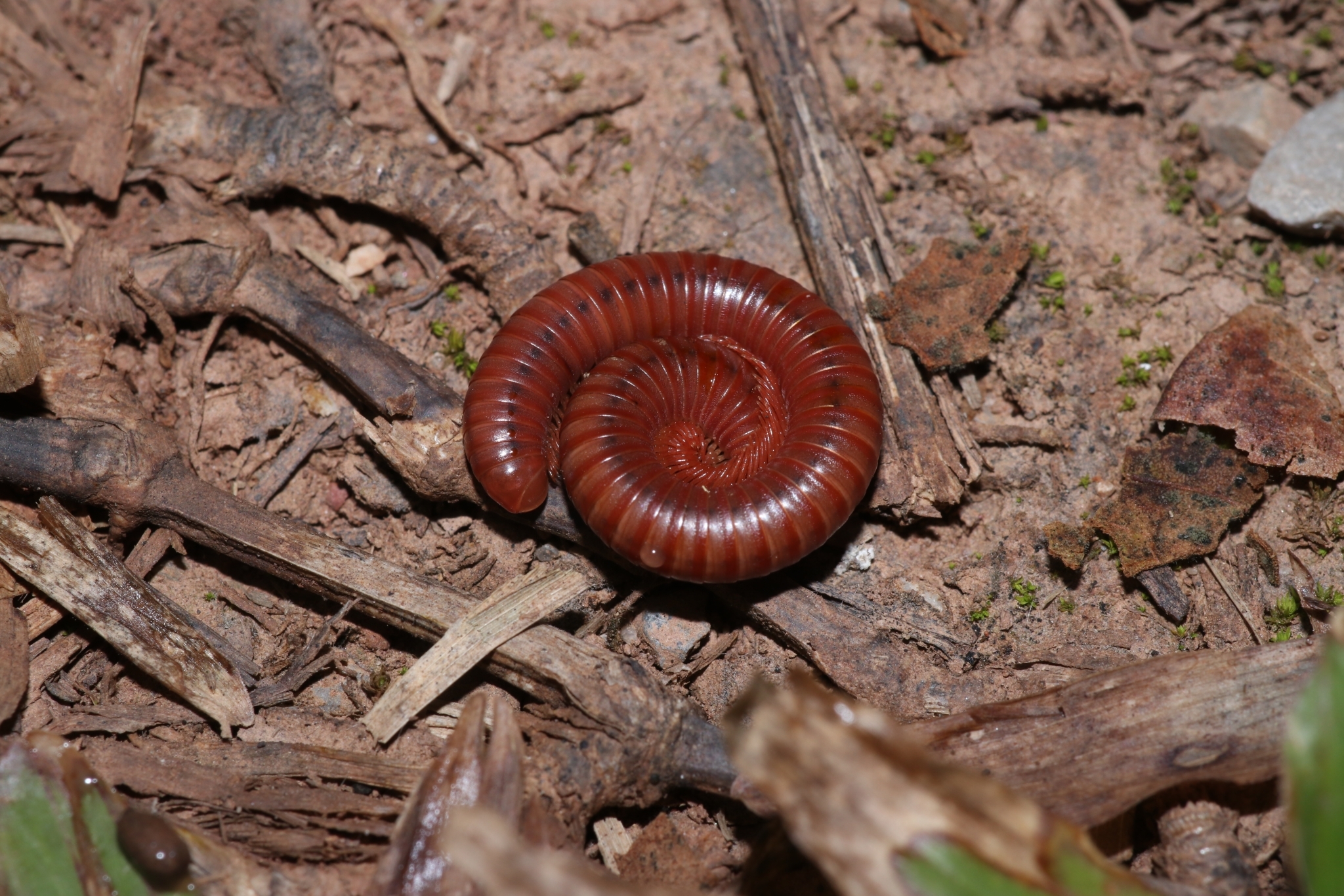 Trigoniulus corallinus (Eydoux & Souleyet, 1842)