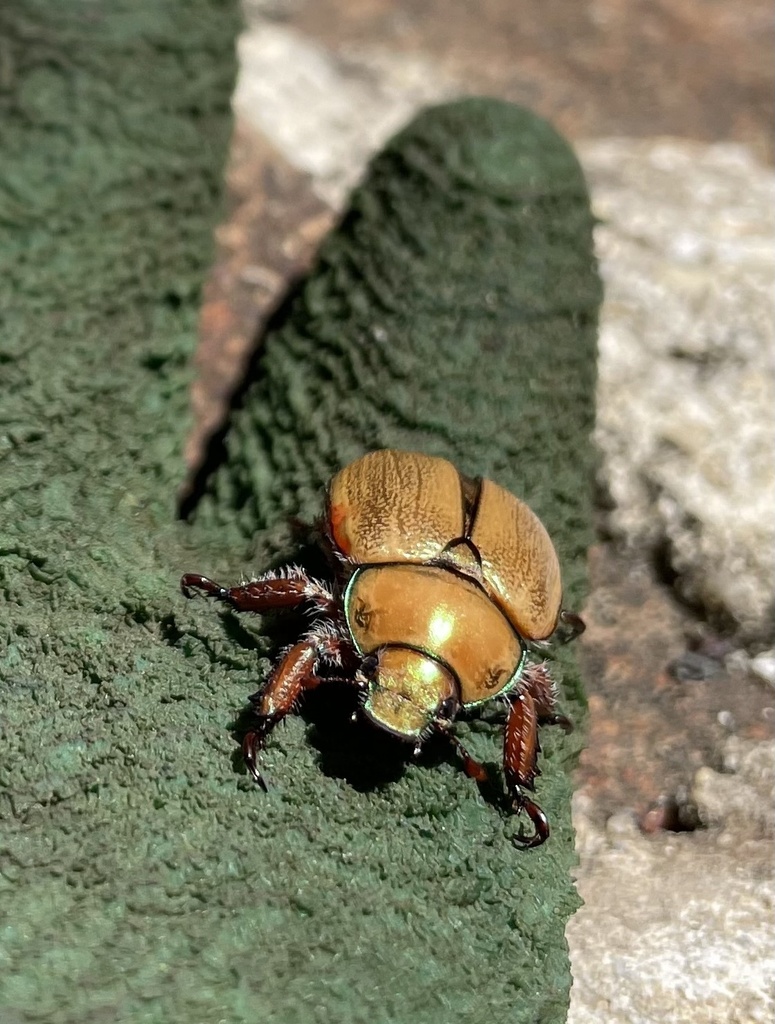 Anoplognathus suturalis from Tasmania, Deviot, TAS, AU on January 11 ...