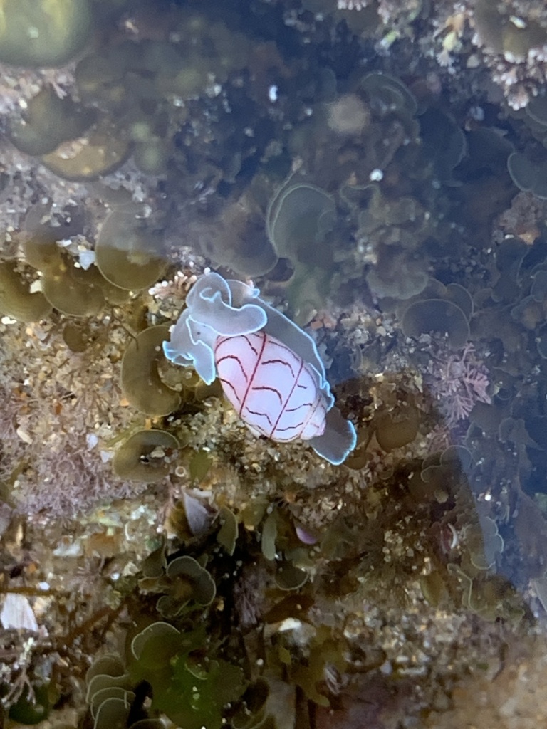 Red-lined Bubble Snail from South Pacific Ocean, Wamberal, NSW, AU on ...