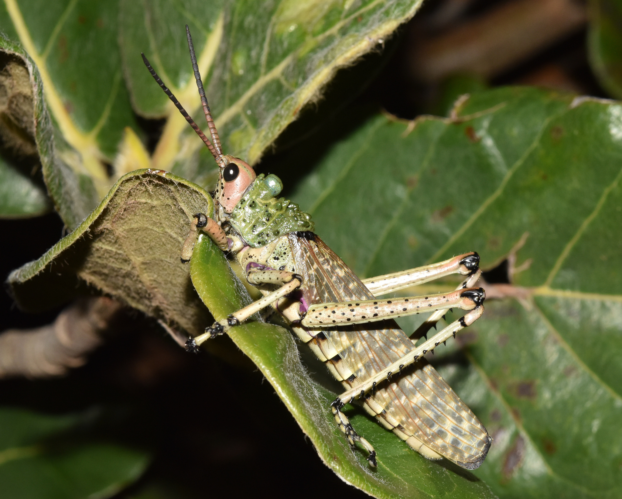 Phymateus leprosus (Fabricius, 1793)