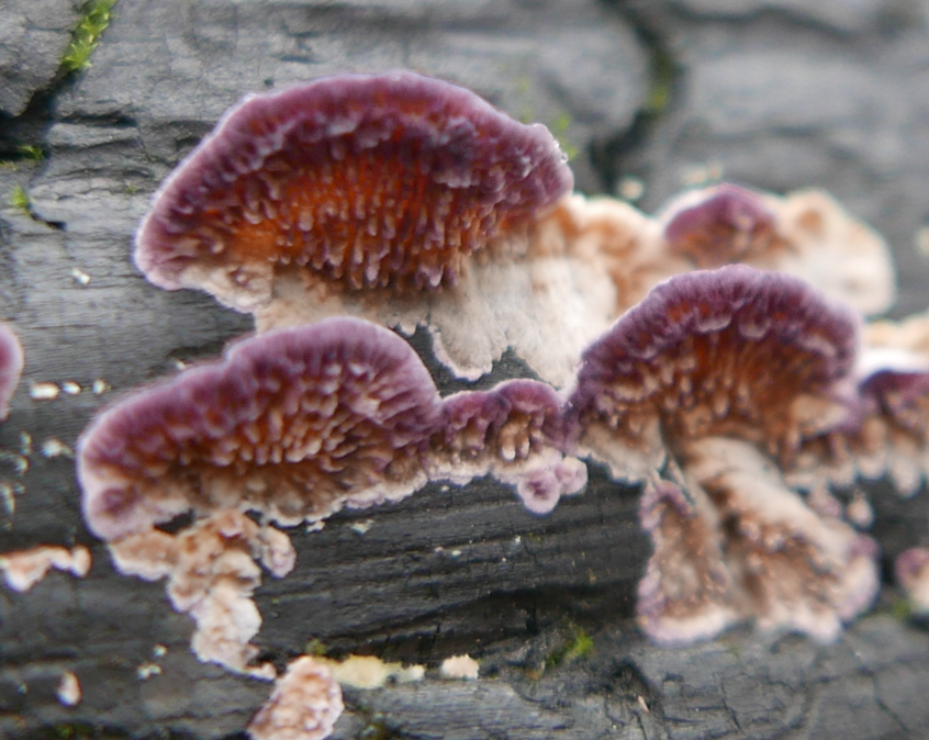 Trichaptum fuscoviolaceum (Ehrenb.) Ryvarden