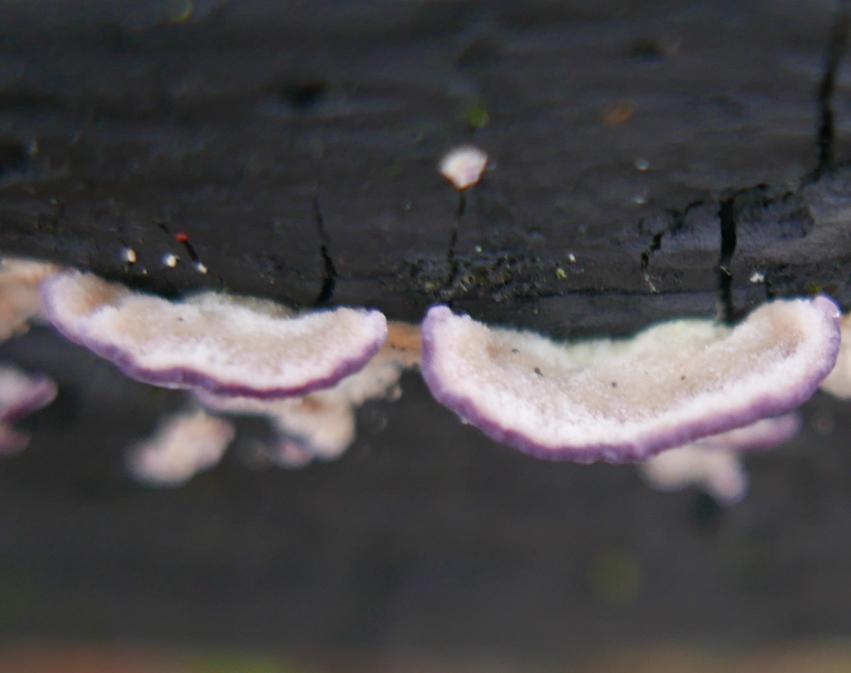 Trichaptum fuscoviolaceum (Ehrenb.) Ryvarden