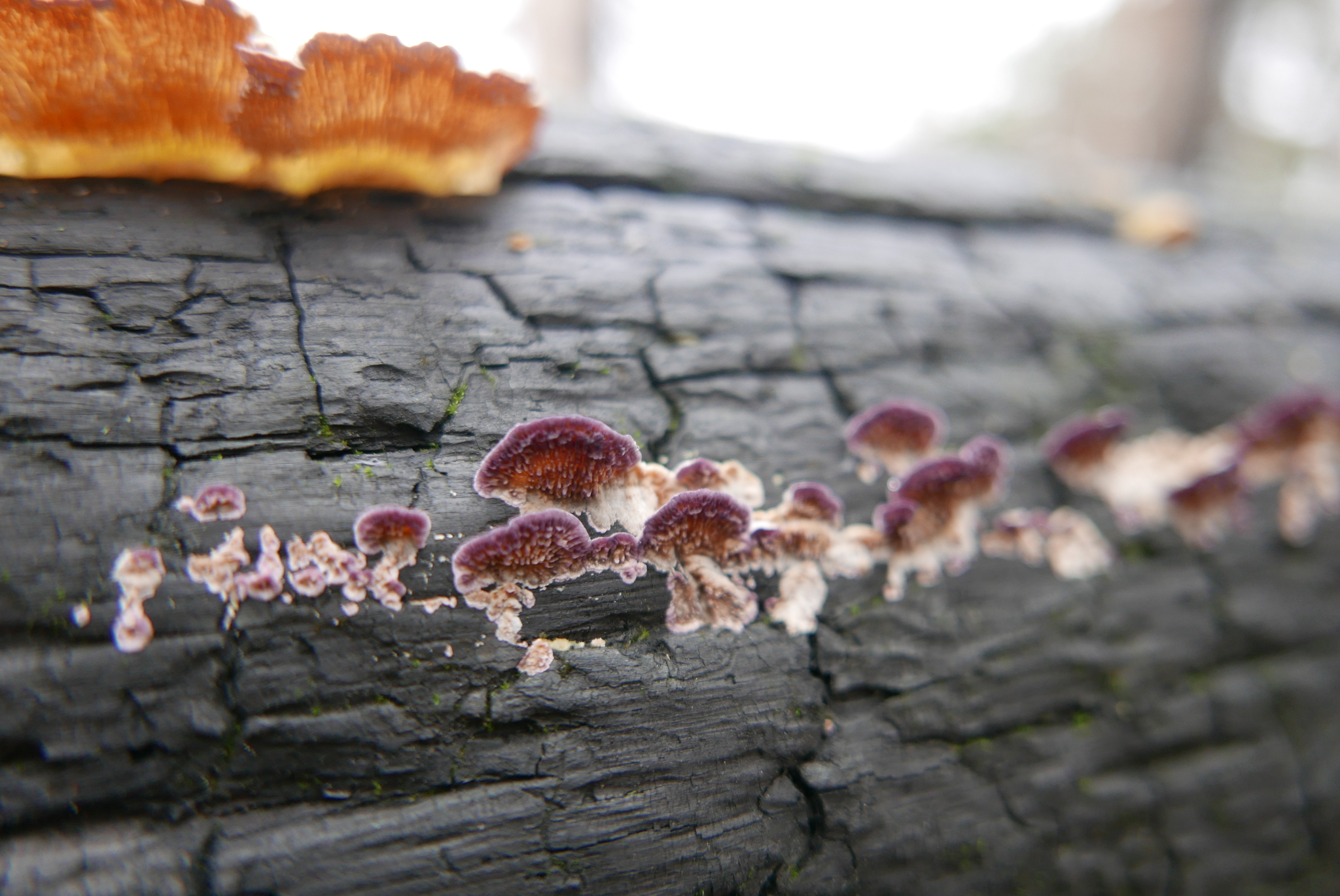 Trichaptum fuscoviolaceum (Ehrenb.) Ryvarden