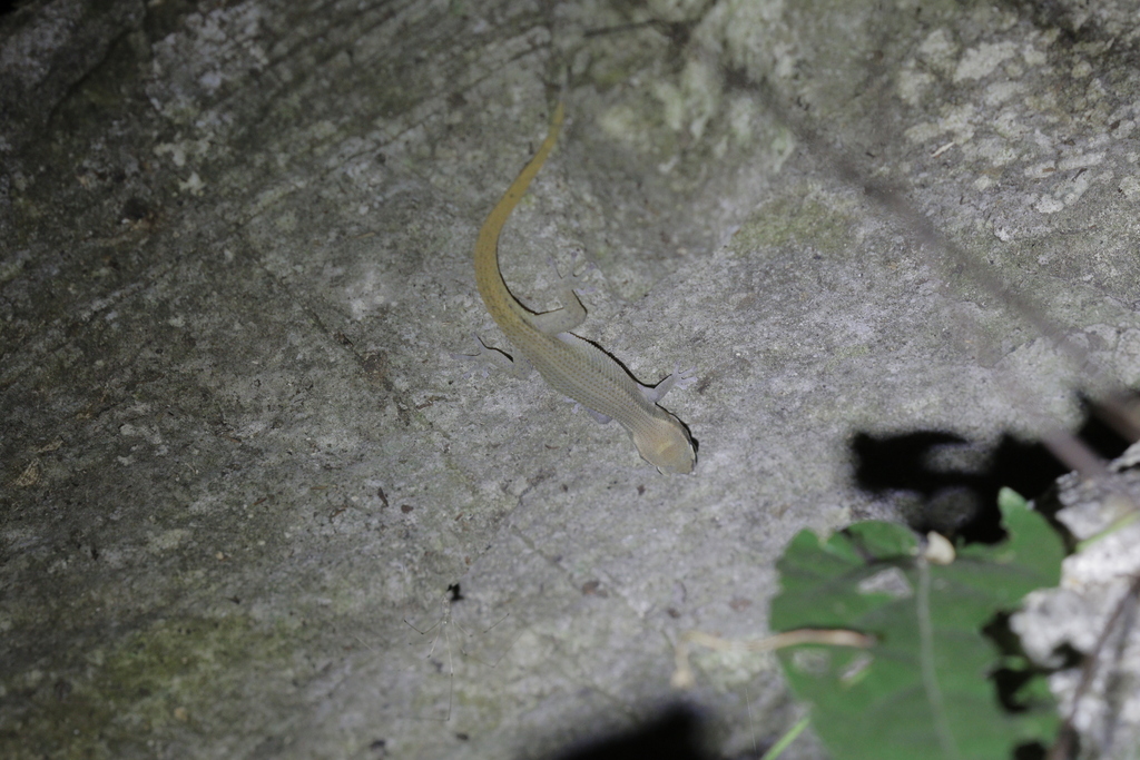 Black-spotted Leaf-toed Gecko in January 2023 by BioM_Akekachoke.B ...