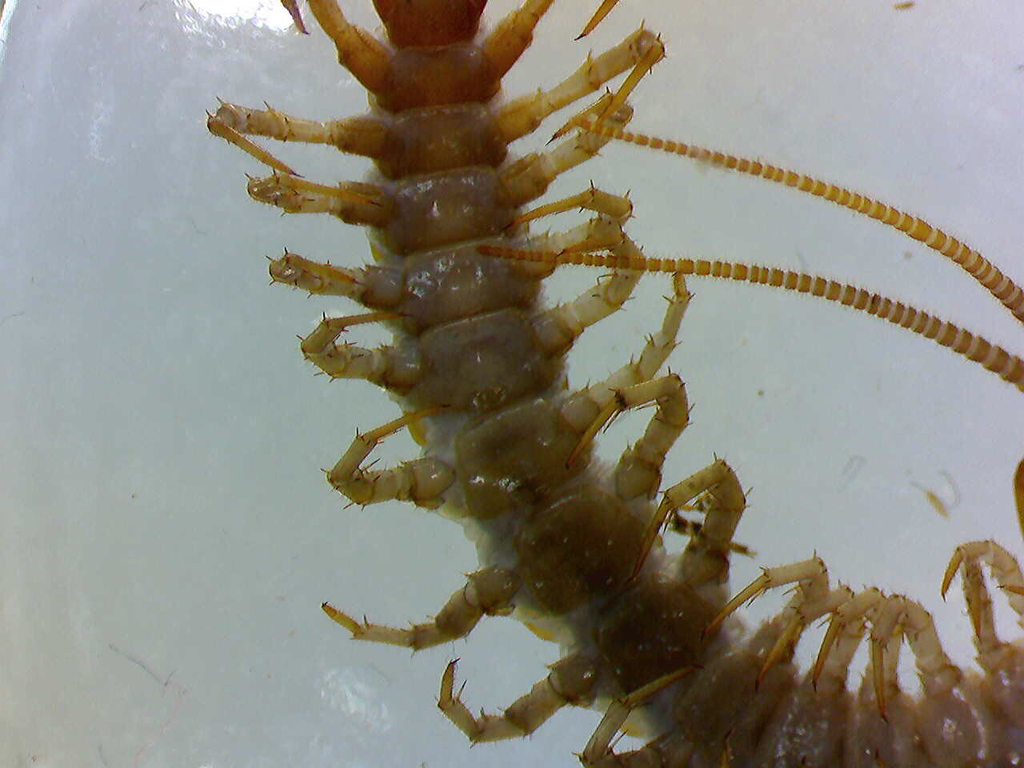 Lithobius forficatus (Arthropodes du CO Vuillonnex) · iNaturalist