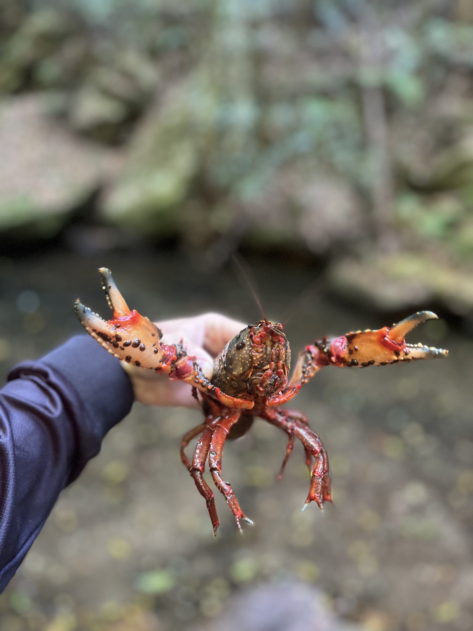 Euastacus spinifer (Heller, 1865)