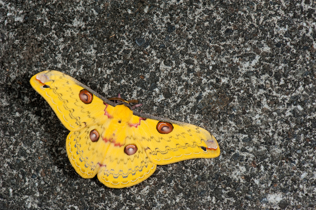 Loepa formosensis from 424台灣台中市和平區烏石坑低海拔試驗站 on March 21, 2012 at 07:00 ...