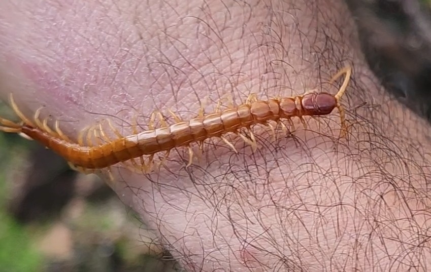 Scolopocryptopidae