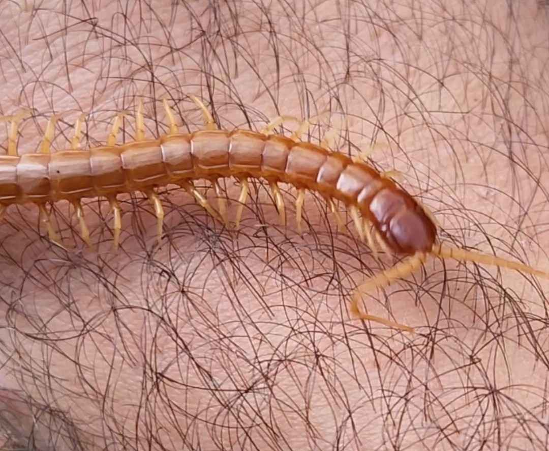Scolopocryptopidae